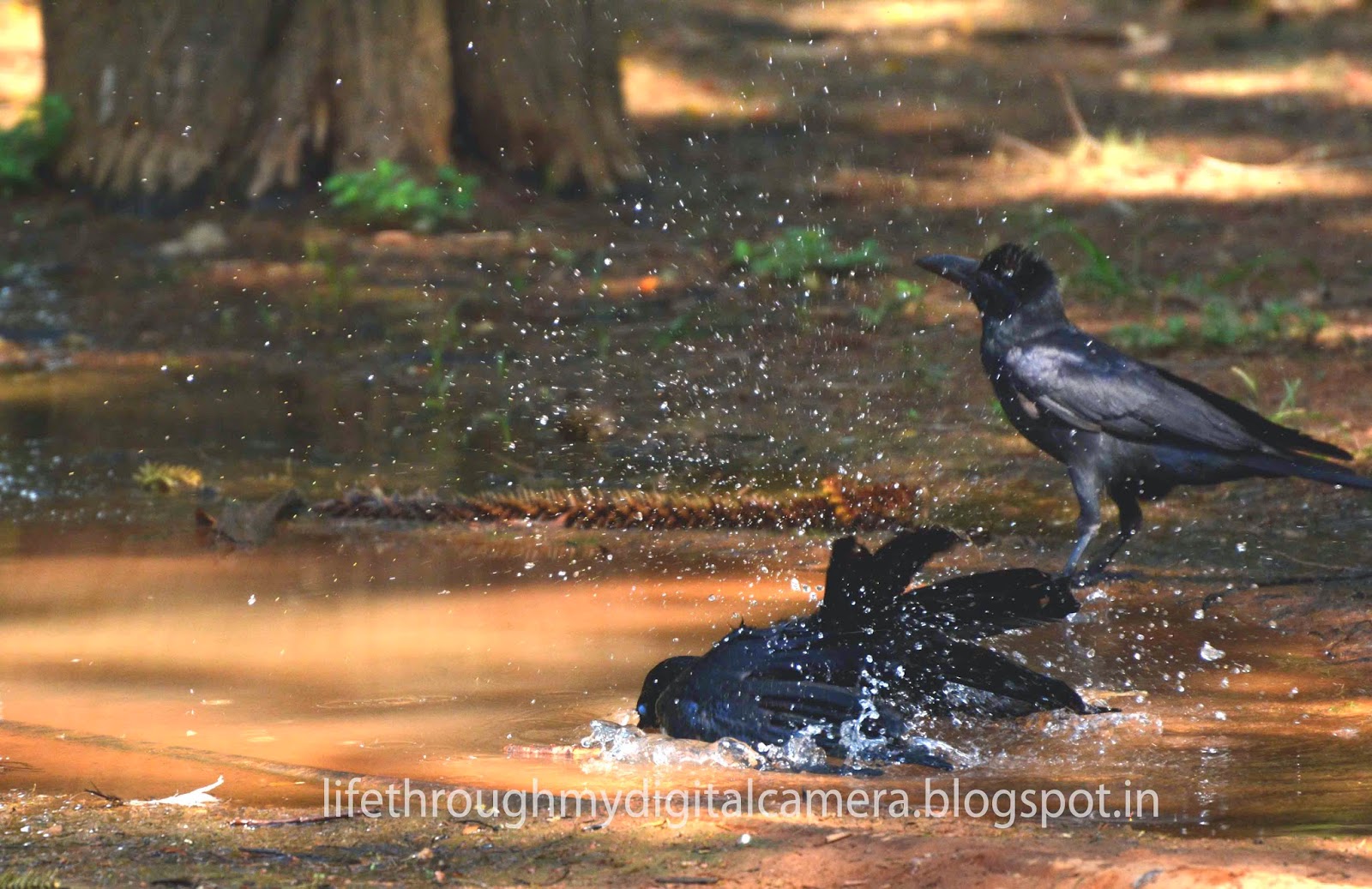 Life Through My Digital Camera : Bathing Ravens Through My Digital Camera