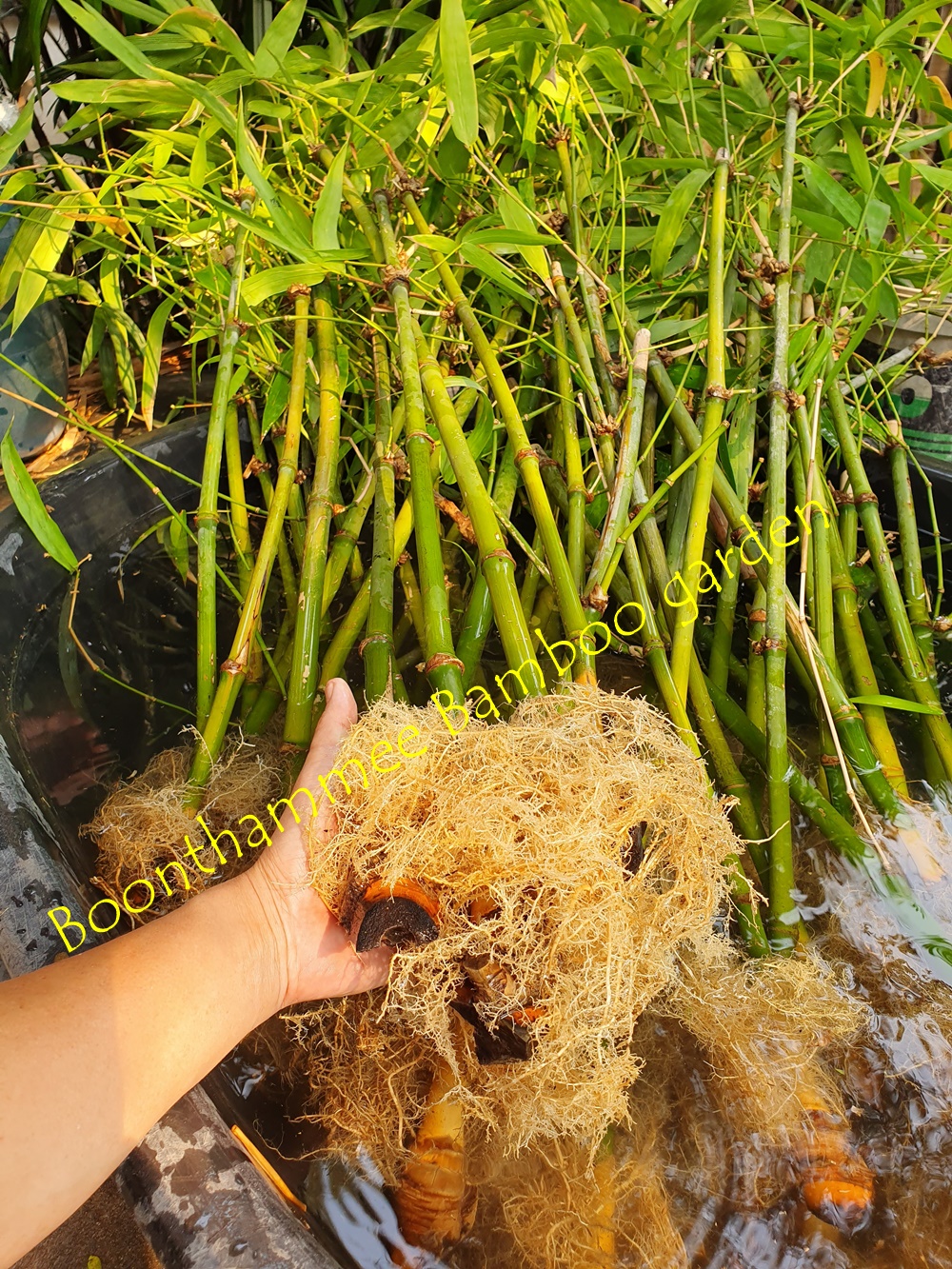 Boonthammee Bamboo Garden (BBG) — สวนไผ่บุญธรรมมี