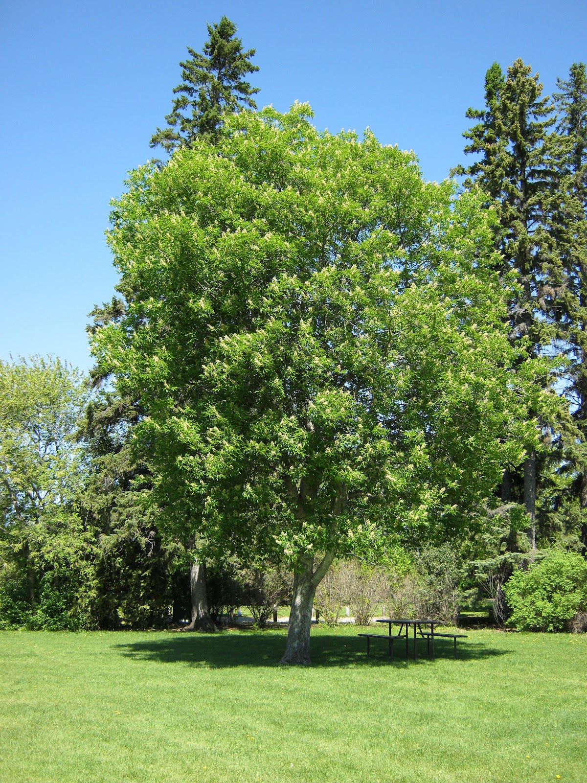 Leslie Ruo's Blog: Ohio Buckeye