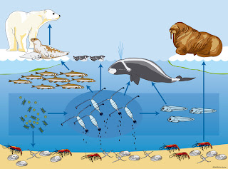 Melting the Polar Bear's World: The Arctic Food Chain