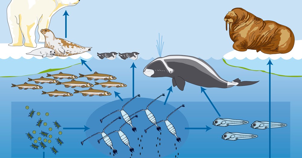 Melting the Polar Bear's World: The Arctic Food Chain