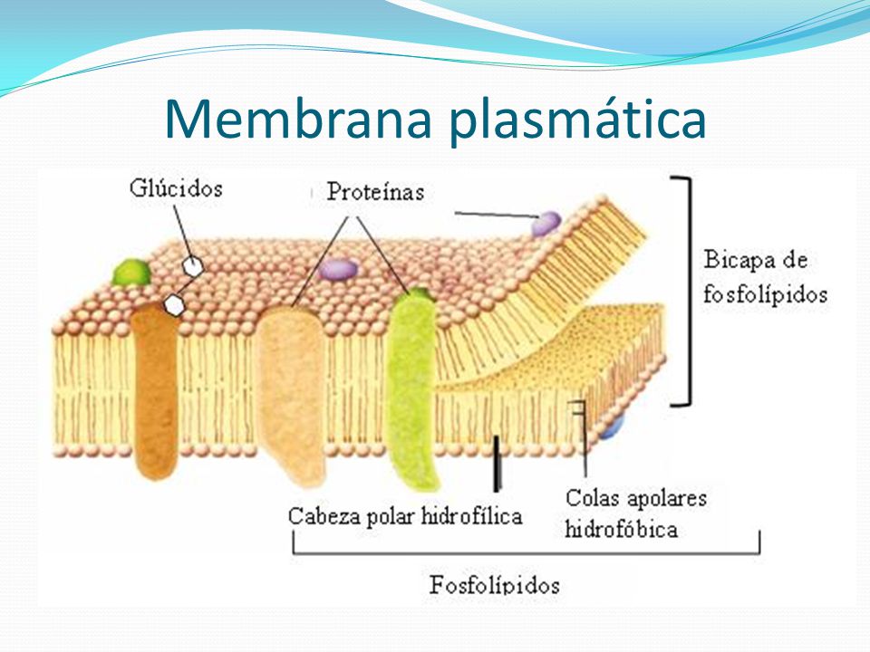 Aprendizaje Ciudadano: Membrana Celular (Plasmática).