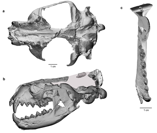 The Coastal Paleontologist: Is Puijila a pinniped?