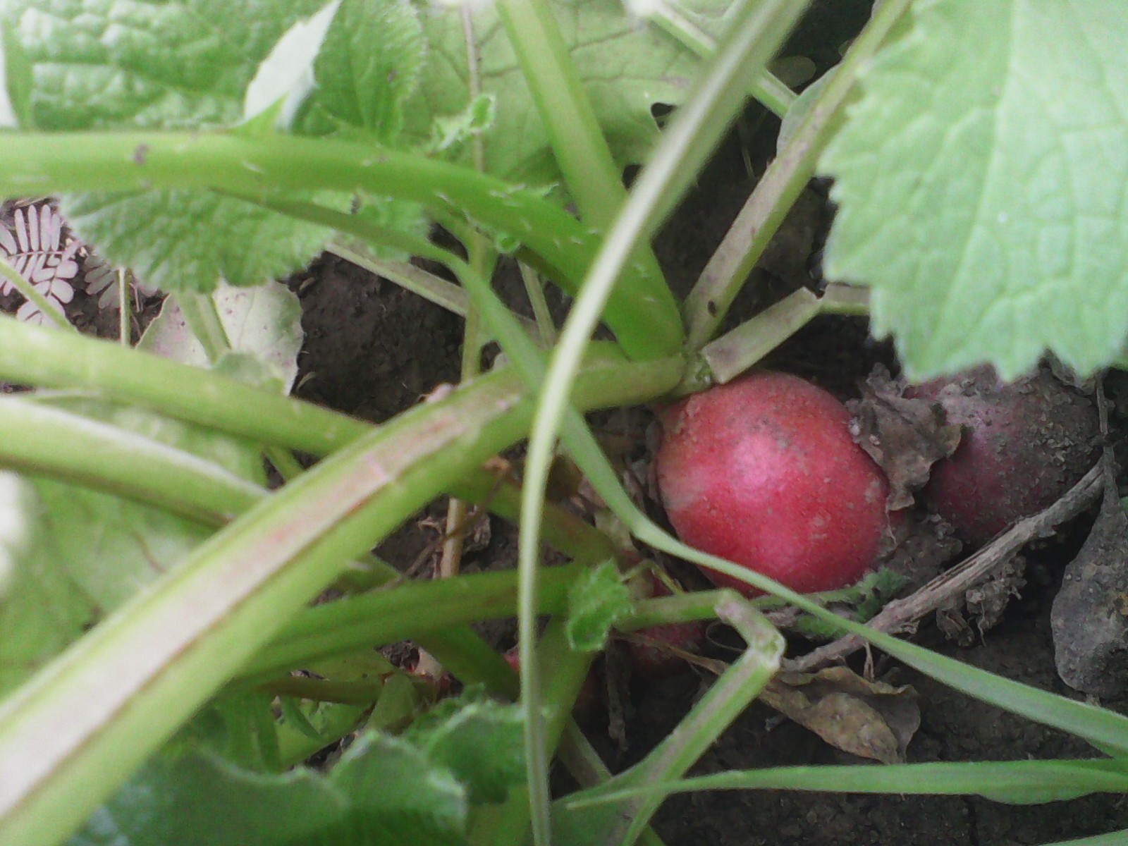 El Rabanito ~ Educación para Todos