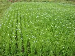 Hacer Camino: EL LINO