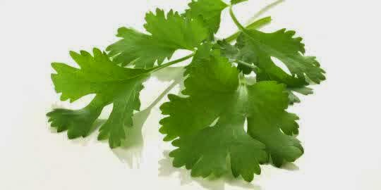 Manfaat Daun Ketumbar Untuk Kesehatan | Daun Asal Hutan