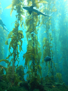 monterey+bay+kelp+forest+picture.jpg 240×320 pixels | Ocean pictures ...