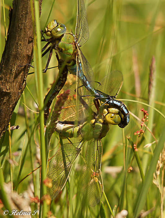 Helma's natuurfoto's: Libel eet Juffer in de AWD.......