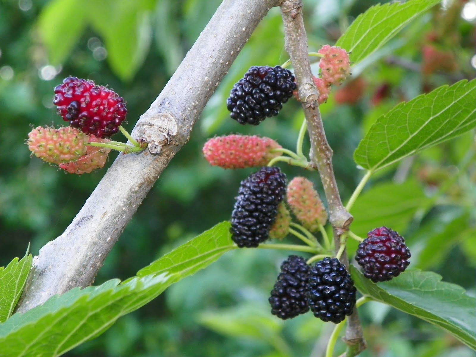 Simply Living: A sweet addiction