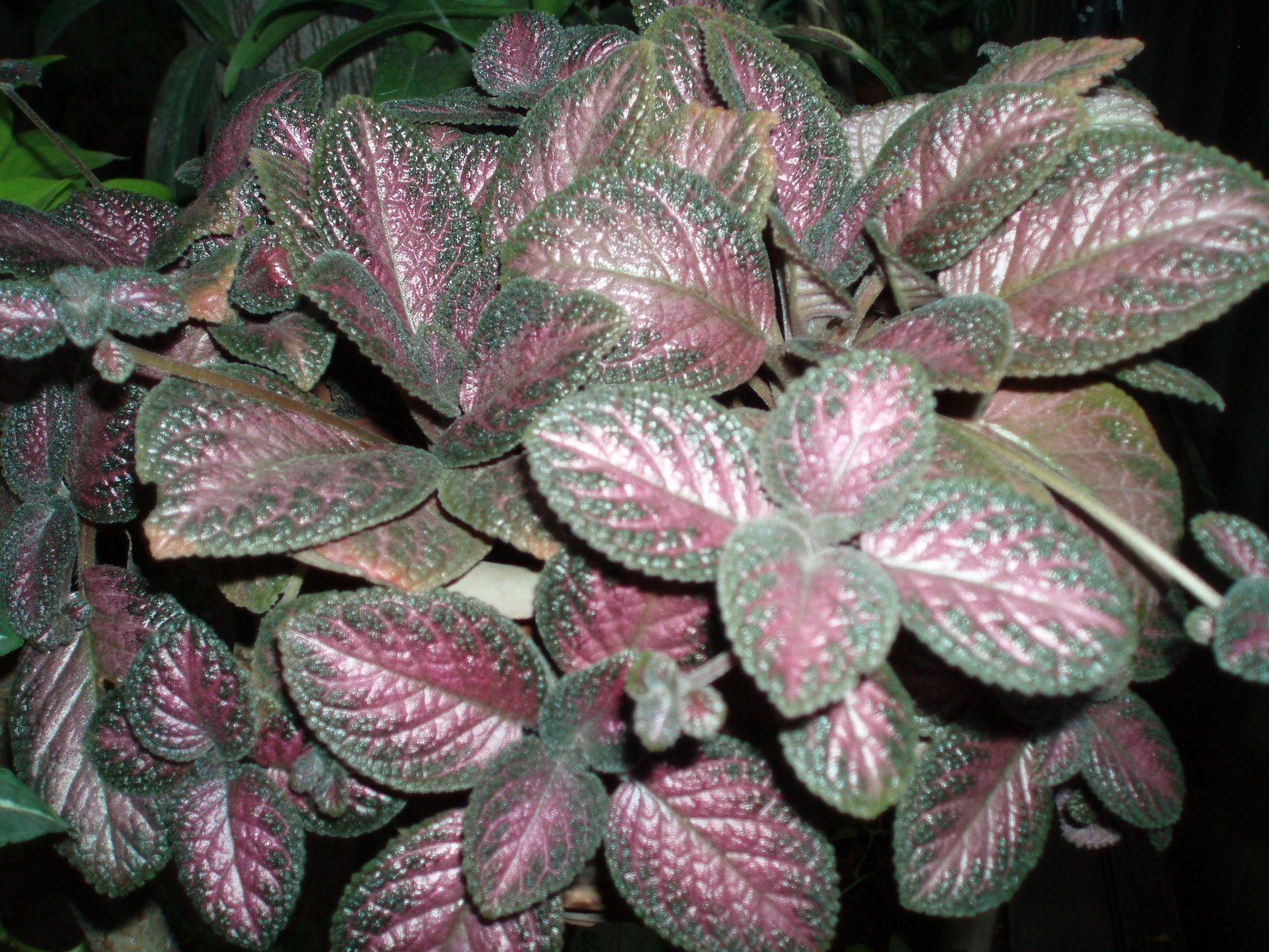 10+ Tanaman Hias Episcia