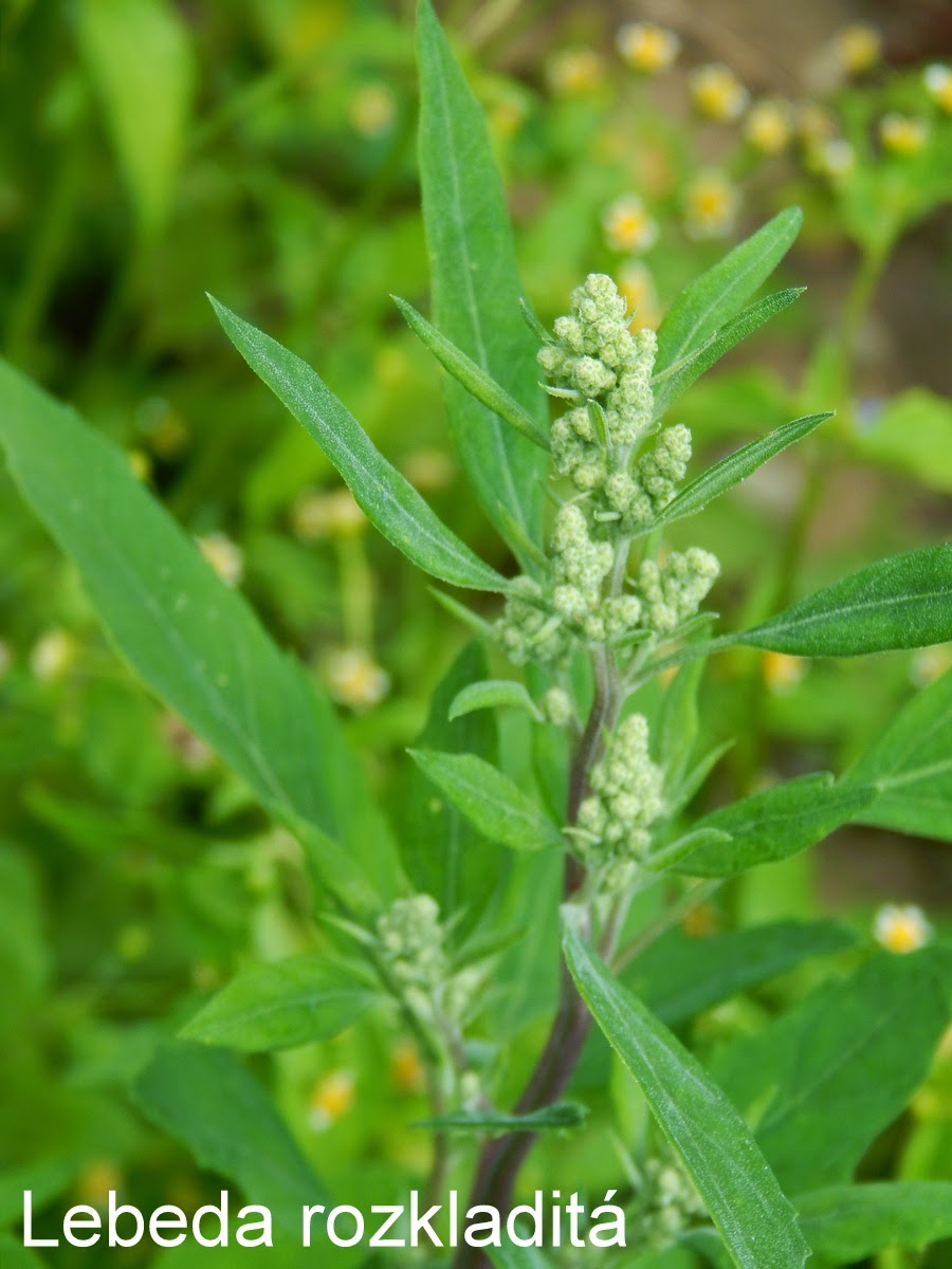 Bylinky ze Salaše: Lebeda rozkladitá