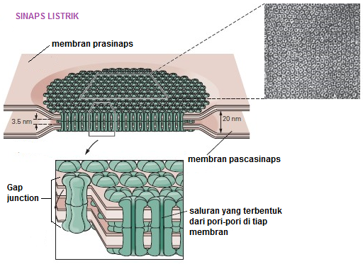 Sistem saraf manusia: Sel Saraf Manusia