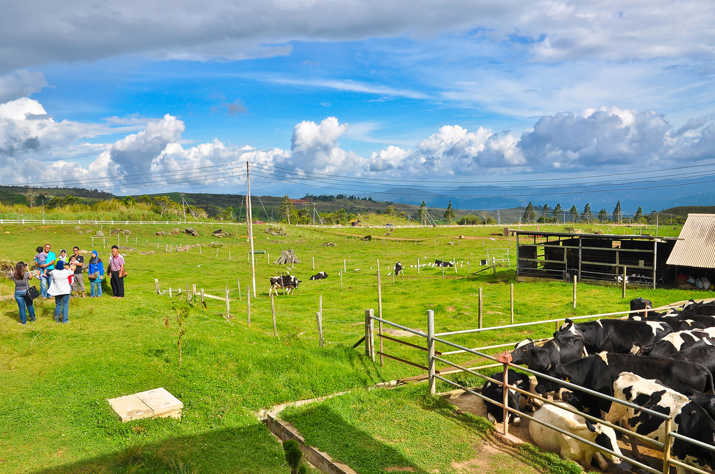Exploring Malaysia: Desa Cattle Farm, Kundasang Sabah