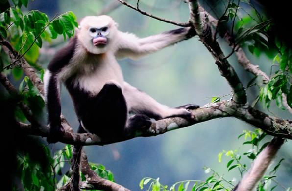 Los primates más amenazados del mundo ~ Gallo Pinto