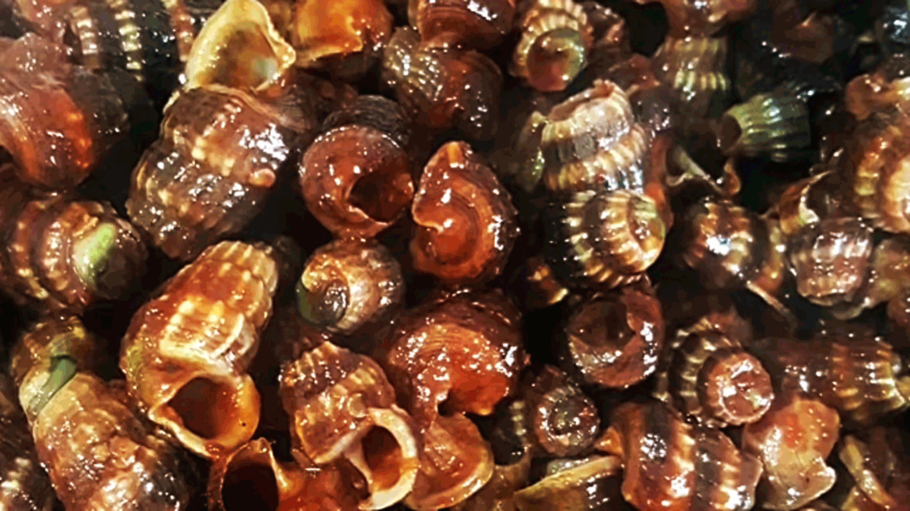 JANGAN LIHAT BENTUKNYA! INILAH 5 SIPUT LAUT PALING LEZAT DIMAKAN - BeNk ...