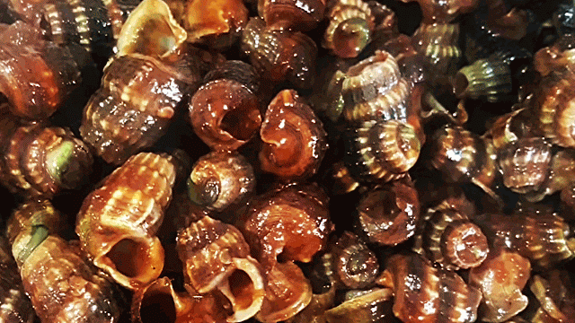 JANGAN LIHAT BENTUKNYA! INILAH 5 SIPUT LAUT PALING LEZAT DIMAKAN - BeNk ...