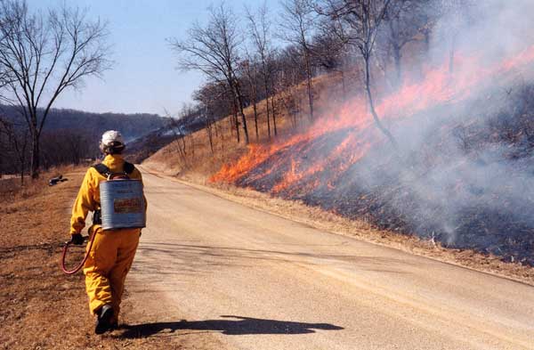 Tom's Blog: Bur oaks, tallgrass prairie, and fire