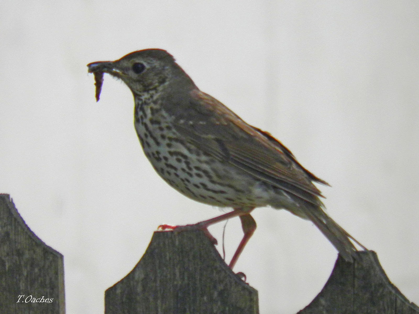 PASARI DIN ROMANIA: STURZ CANTATOR, Turdus philomelos