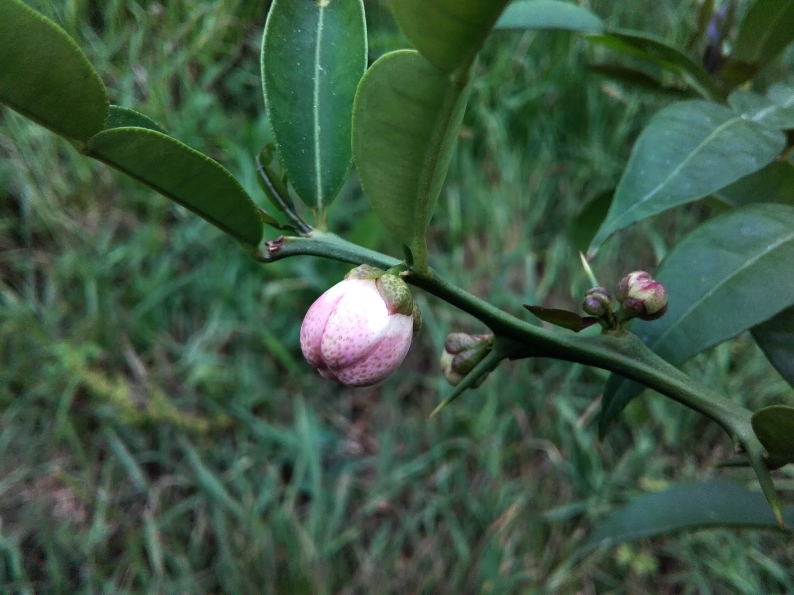 Cytrusy Mrozoodporne: Ichang Papeda - Citrus Ichangensis