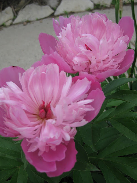 Wildspell: The Sun in Splendour