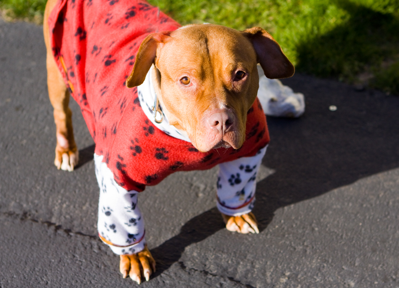 Shelter Dogs of Portland: "ZELMA" a sweetie low rider