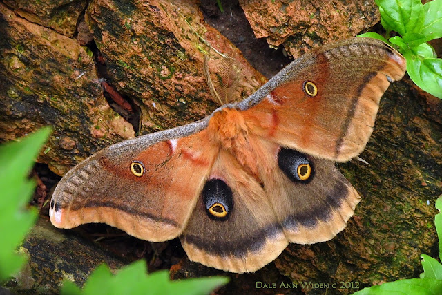 Chronicles of Whimsy: Creatures of Summer Past