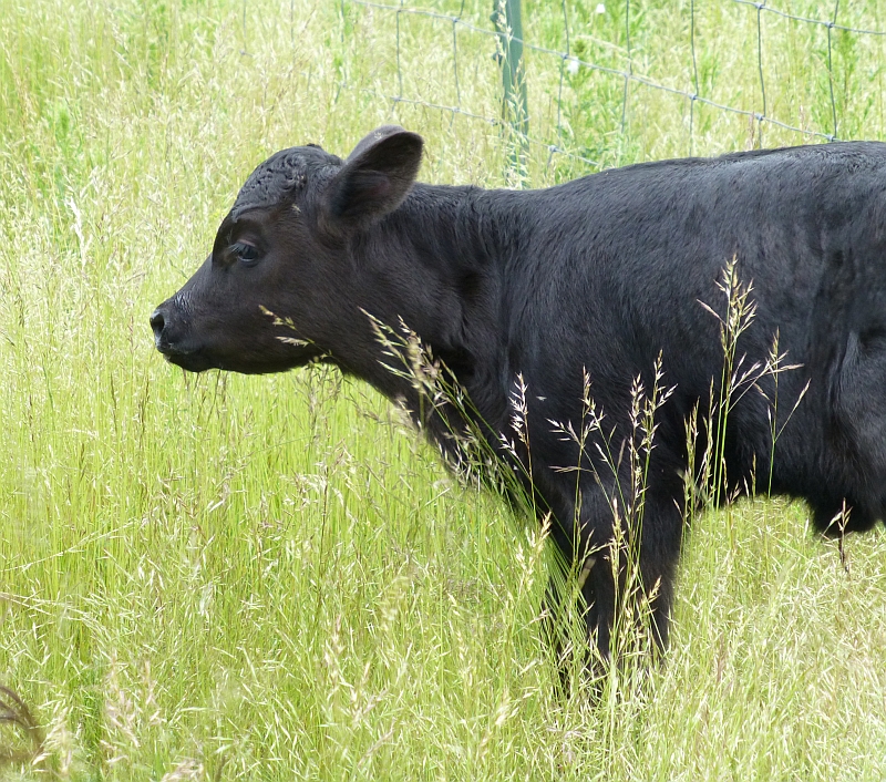 Rural Revolution: Ruby's calf