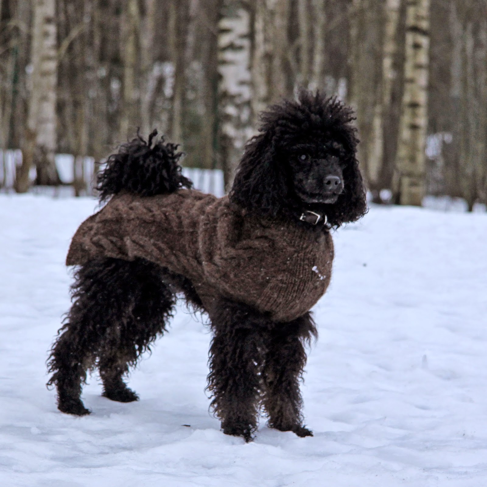 Mustikka: Villaa villakoiralle