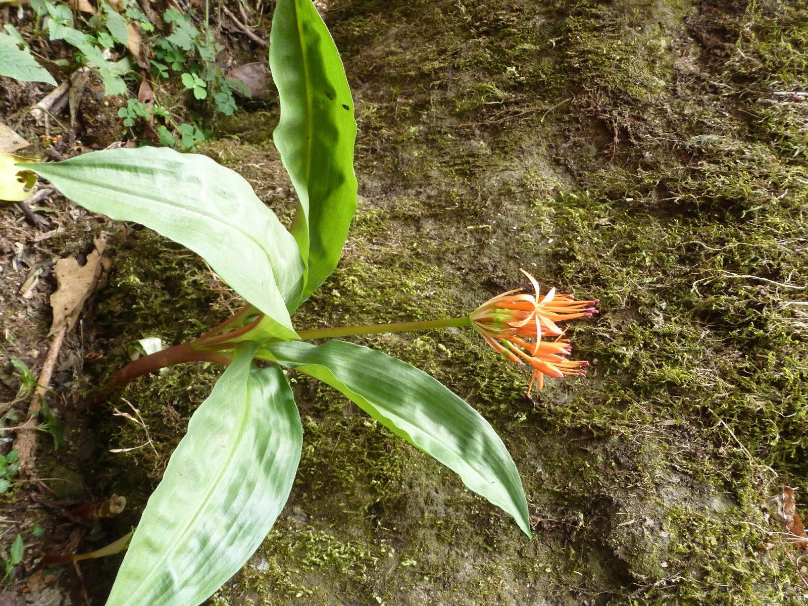 Global Hand Cameroon : INTERESTING SITES AND PLANTS AROUND MOUNT CAMEROON