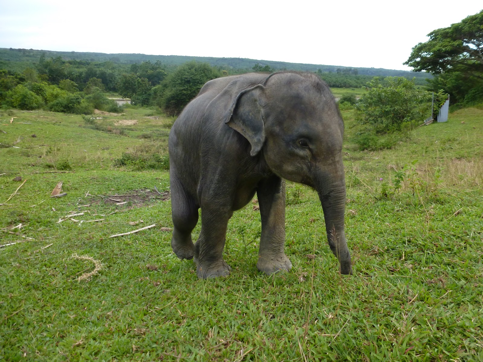 Geografika Nusantara: With the Elephants