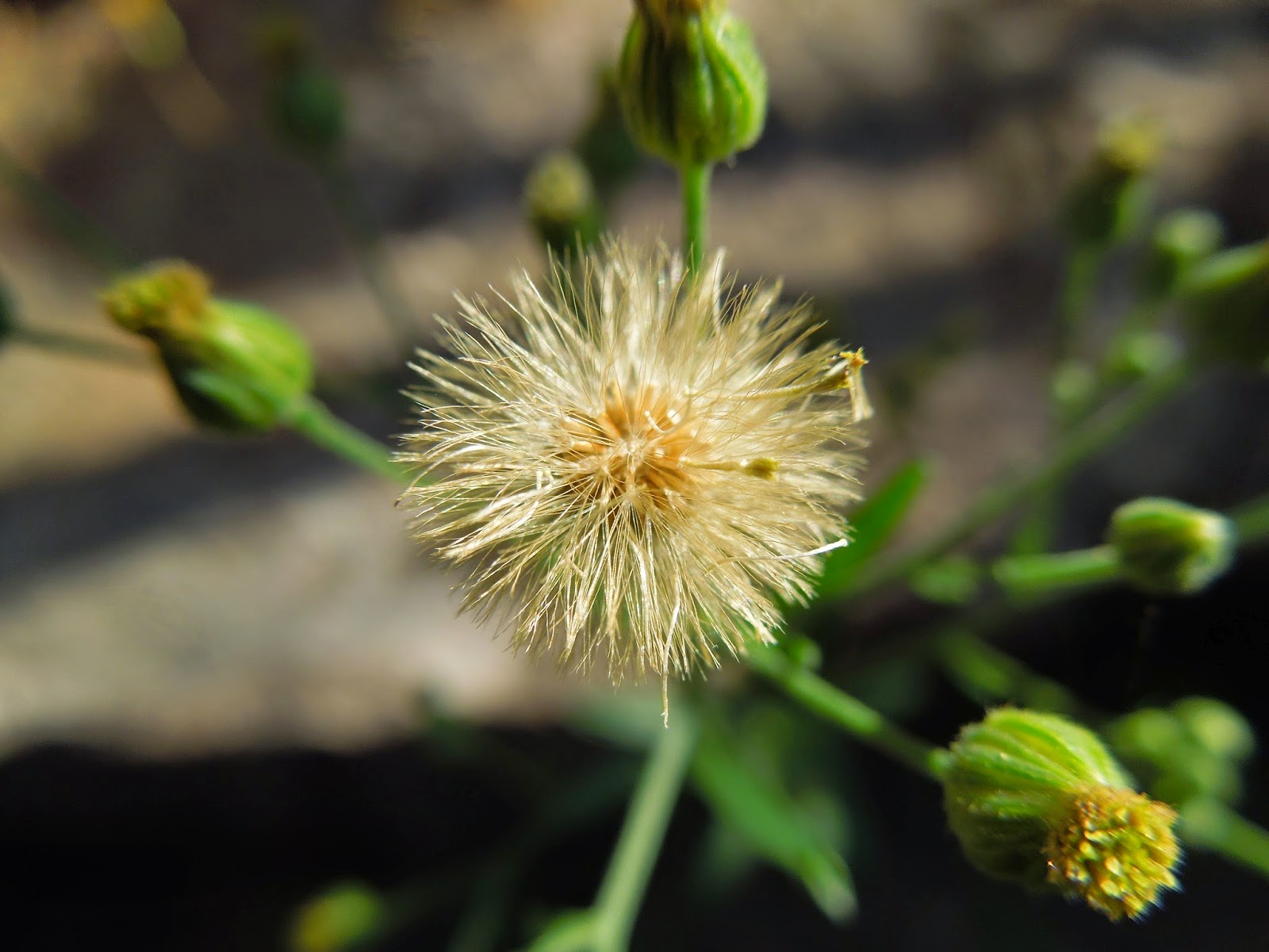 Vilano de SENECIO - BOTÀNIC SERRAT