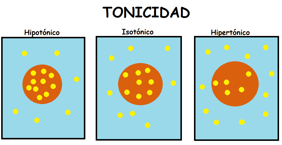 Fisiología Básica y Médica: noviembre 2015