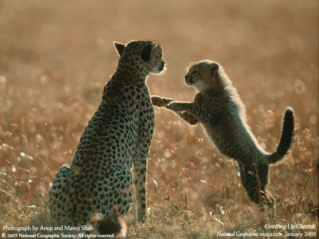 National Geographic Wallpapers | High Quality desktop wallpapers! Full ...