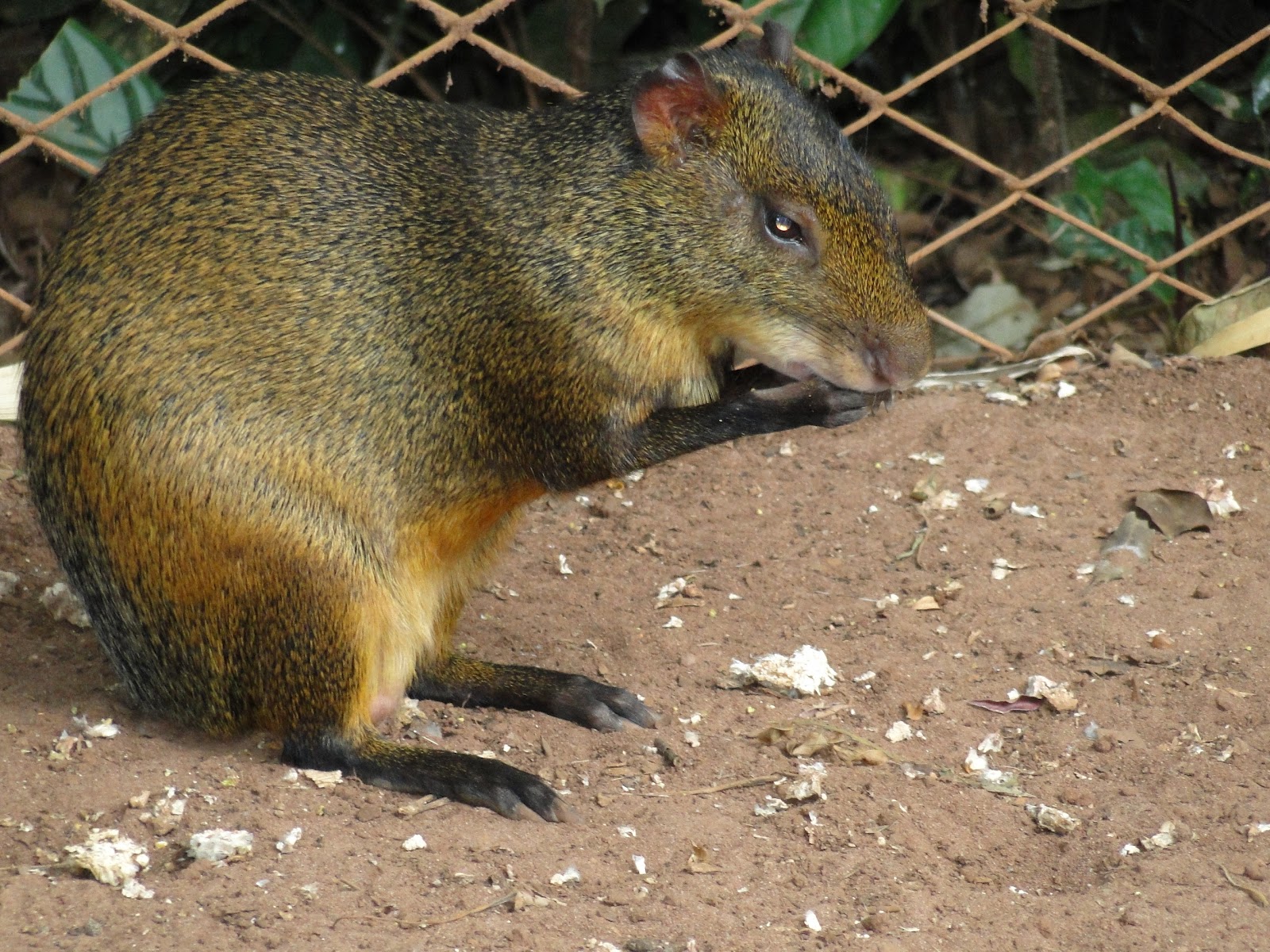 Blog do Ademir Carosia: Cutia