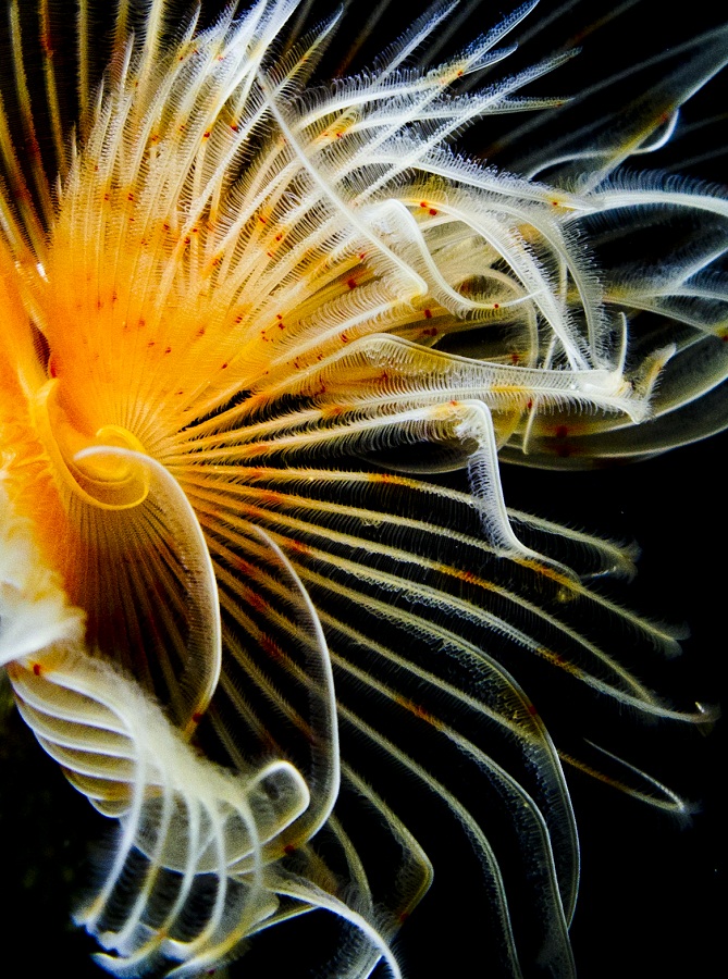 Scuba Tech Diving Centre, Cyprus: I shot the Moray... but I did not ...