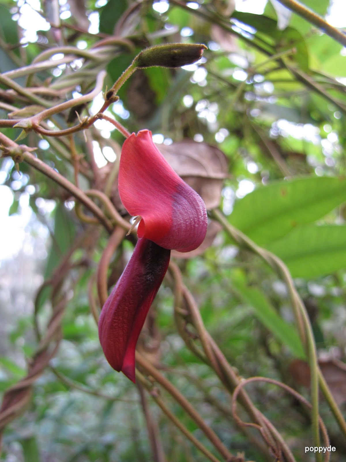 Sydney's Wildflowers and Native Plants: Kennedia rubicunda - Dusky ...