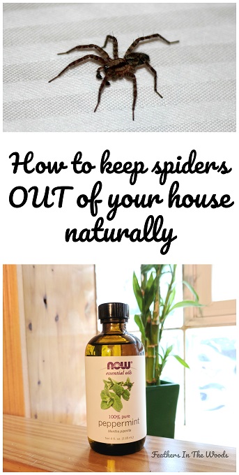 Home remedies to keep spiders out of your house - Feathers in the woods