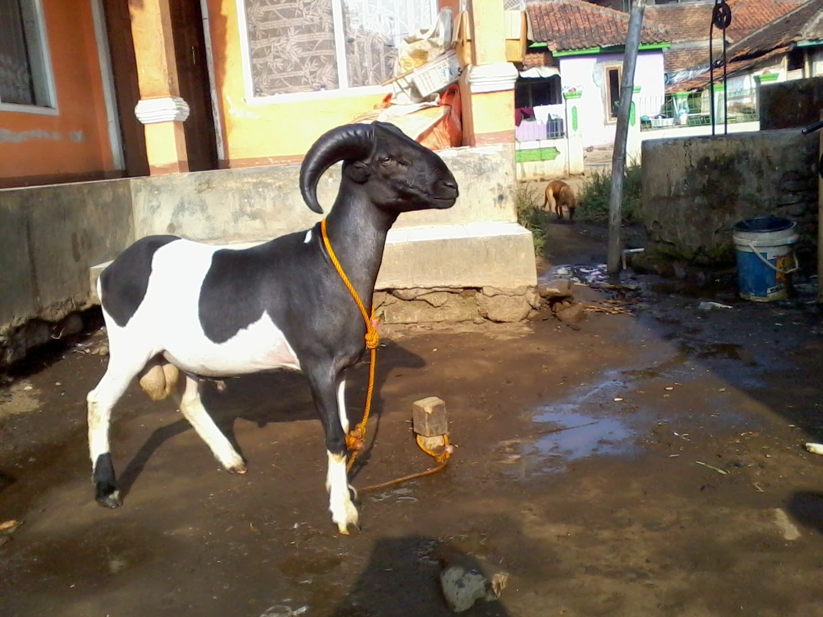 DOMBA DAN SAPI GARUT: DOMBA ADU CIBUYUTAN.. 085247985604