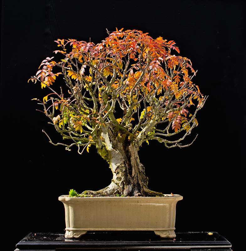 Walter Pall Bonsai Adventures: Rowan #1