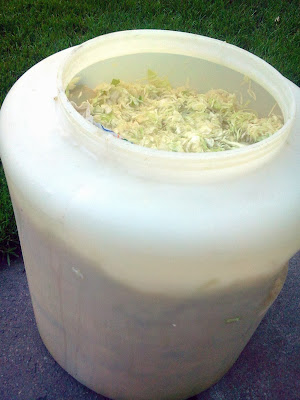 Kako sam napraviti : Kako ukiseliti kupus ribanac, recept