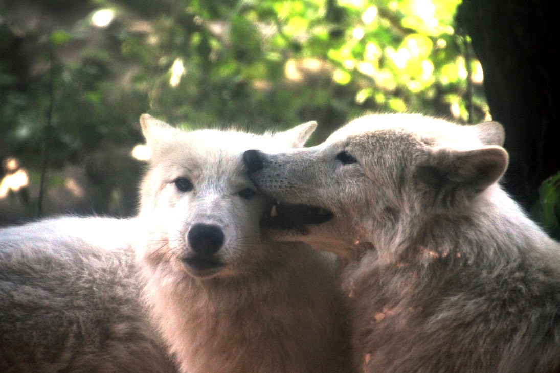 White Wolf : Wolves Are Getting Some Wet Lovin': 20 Photos Of Wolf Kisses