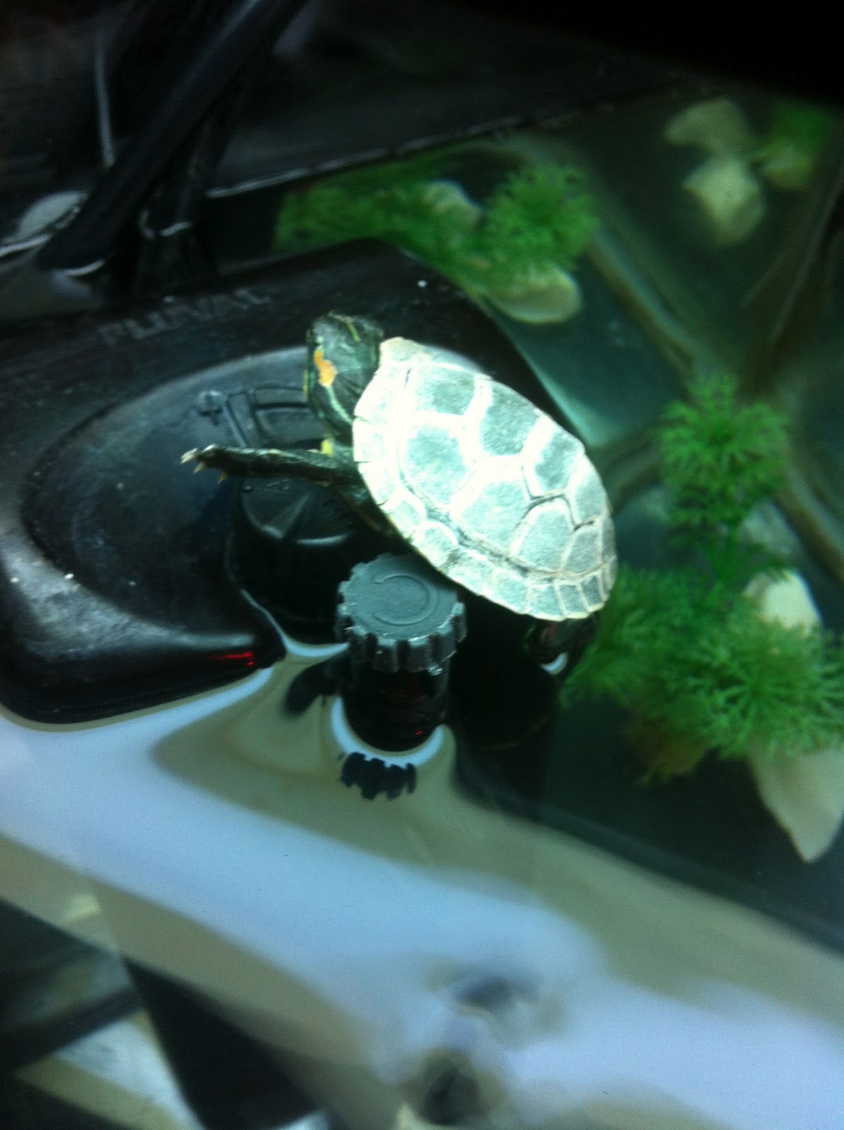 Mr. & Mrs. Y's Turtle Life