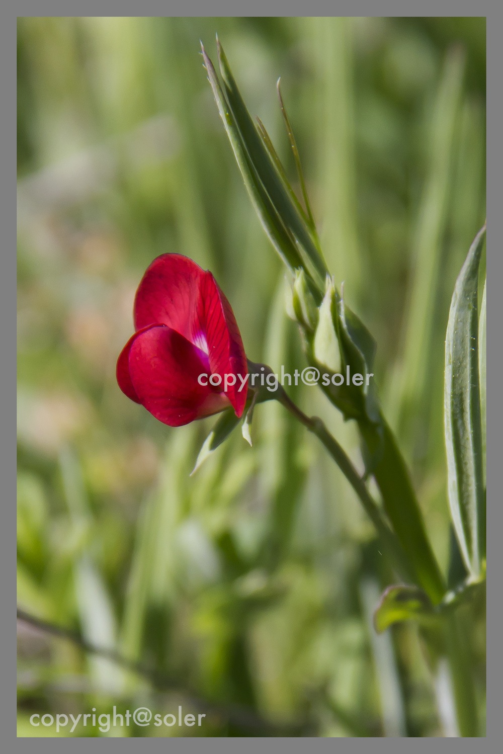 LO QUE VEN MIS OJOS: BAÑERES DE MARIOLA - NACIMIENTO DEL RÍO VINALOPÓ