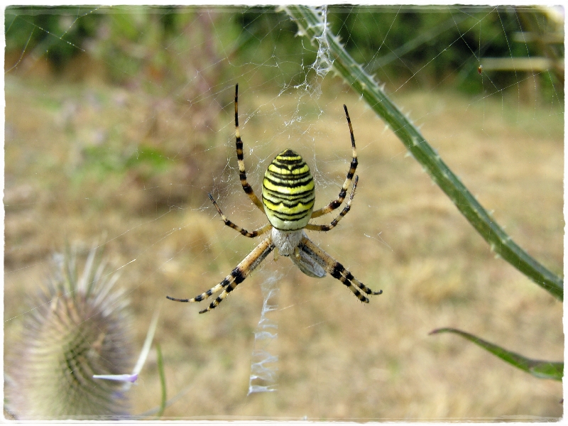 Esprit de jardin... : Argiope/Epeire fasciée / Argiope frelon / Argiope ...