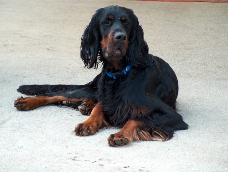 Everything about your Gordon Setter - Luv My Dogs