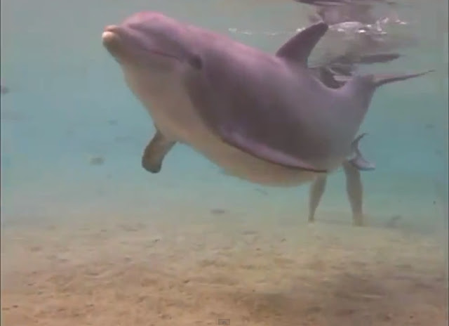 OnAir Kamera: Incredible Dolphin Birth at Dolphin Quest Hawaii ( Video )