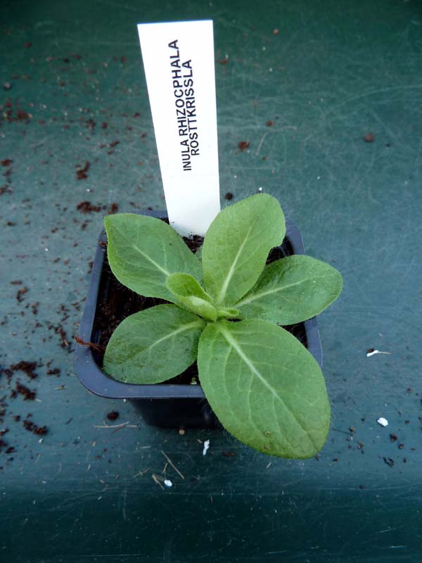 Tankar om och från min trädgård.: Rosettkrissla - Inula rhizocephala ...