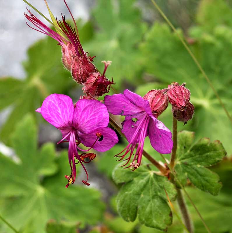 Flora hellenica: Geranium macrorrhizum