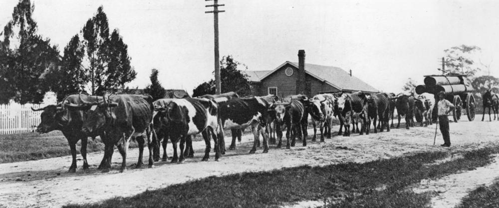 Bytes: Bullocks, Bullockies and Bullock Teams: