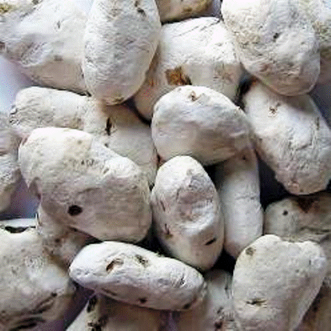 COMUNSXX: ELABORACION DEL CHUÑO Y LA TUNTA